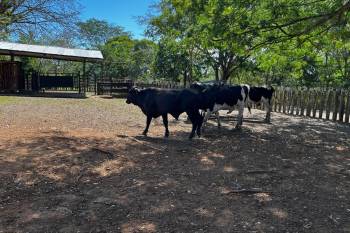 Copeg urge no bajar la guardia y reforzar controles en fincas ante ...