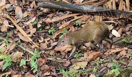 Ñeques y la ecología del miedo