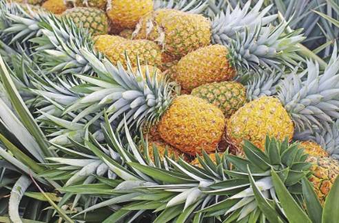 La Chorrera exhibirá la mejor piña del mundo