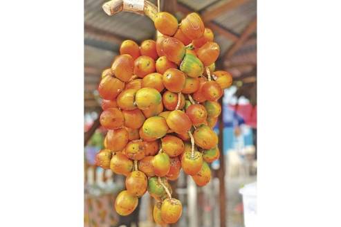 El pixbae, un fruto que se resiste a desaparecer pese a las plagas