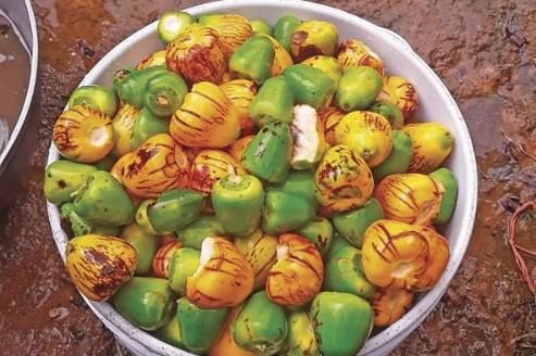 El pixbae, un fruto que se resiste a desaparecer pese a las plagas