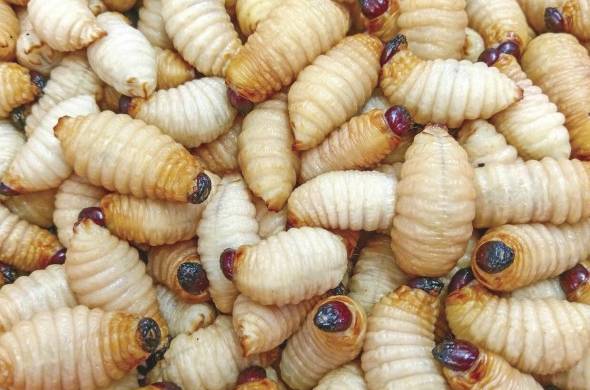 Insectos, una dieta llena de texturas y gran nutrición