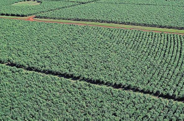 La yerba mate, el 'oro verde' que nutre los paisajes del noreste argentino
