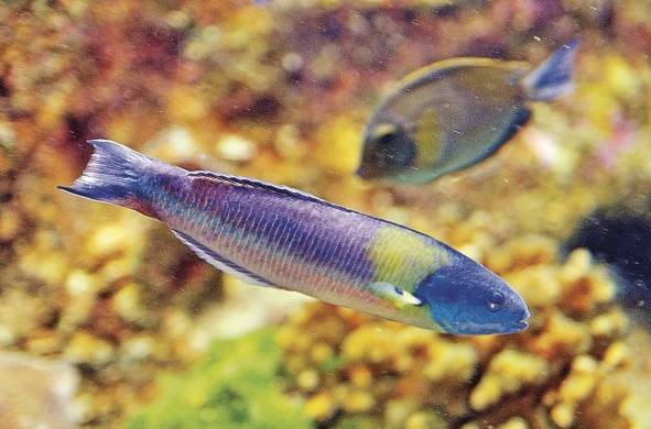 Panamá: cuna de peces endémicos, de gran valor natural
