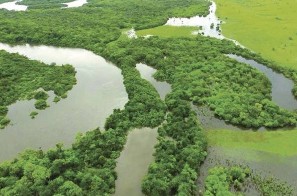 Corredores biológicos: pasos de vida del ecosistema