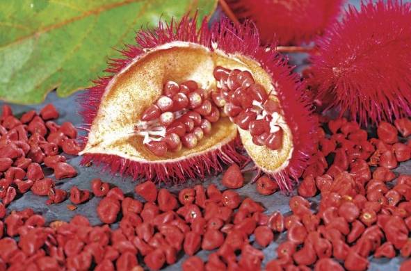 El rico color del achiote