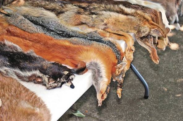 El cruel negocio de las pieles