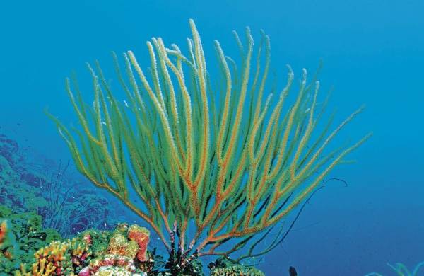 El bentos marino, refugio de una gran riqueza biológica para el país