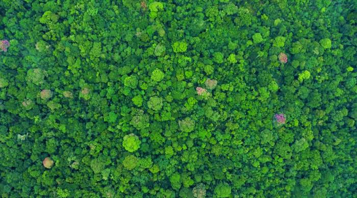 Un bosque de manglares, el secreto escondido por Barro Colorado