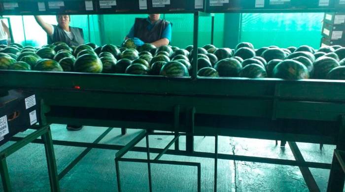 Panamá apunta incrementar las exportaciones de sandía en el ciclo ...