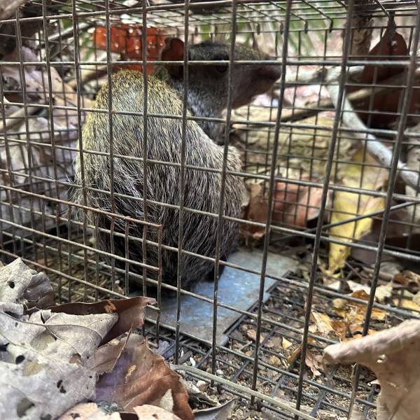 Ñeques y la ecología del miedo