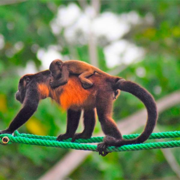‘Puentes monos’ para conservar la biodiversidad